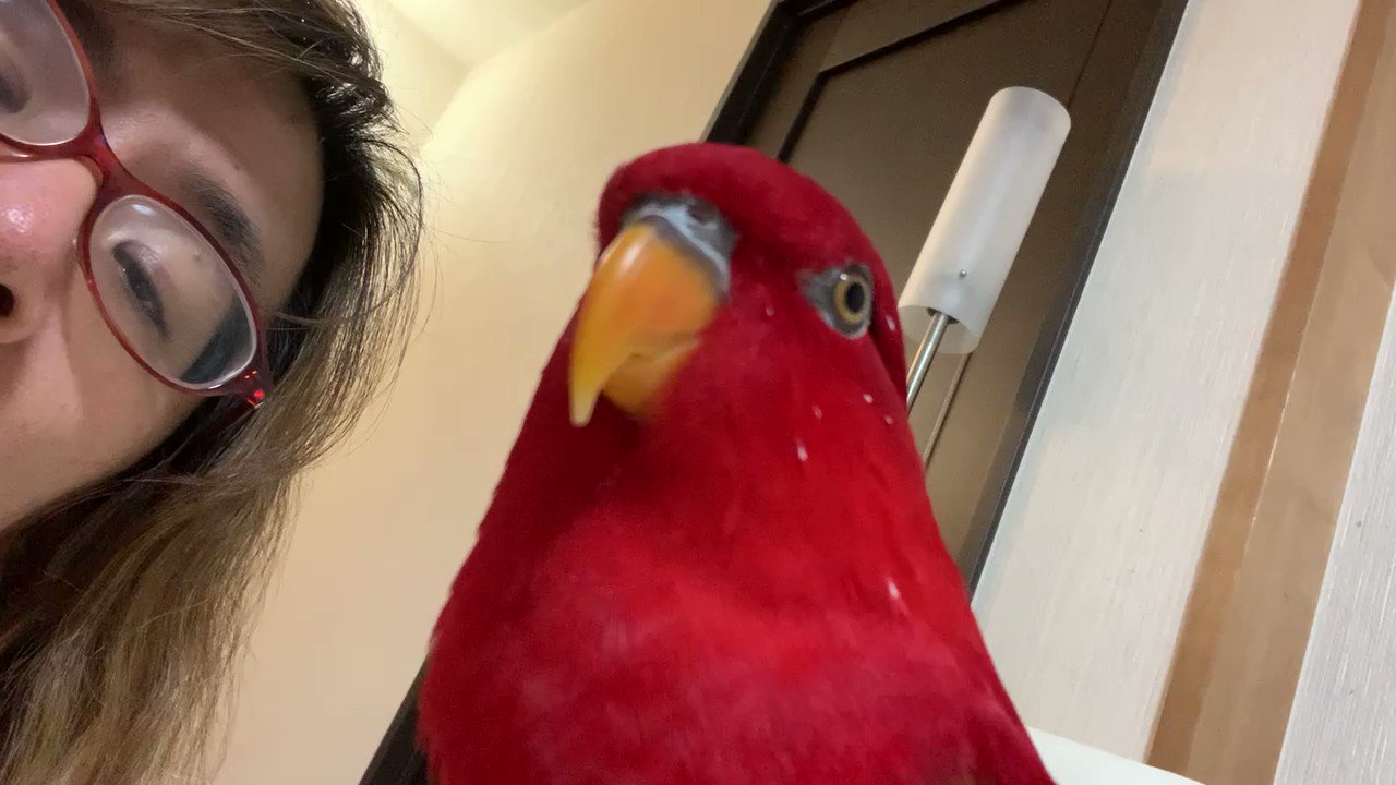 Hideaki Utsumi on Twitter: "Monday Feelings☹️🍅 https://t.co/nbP42GSuzk @YouTube https://t.co ...