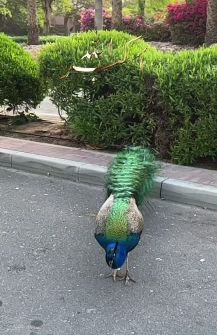 Adnan Mansuri (@ADV_HIGHSKY) / Twitter