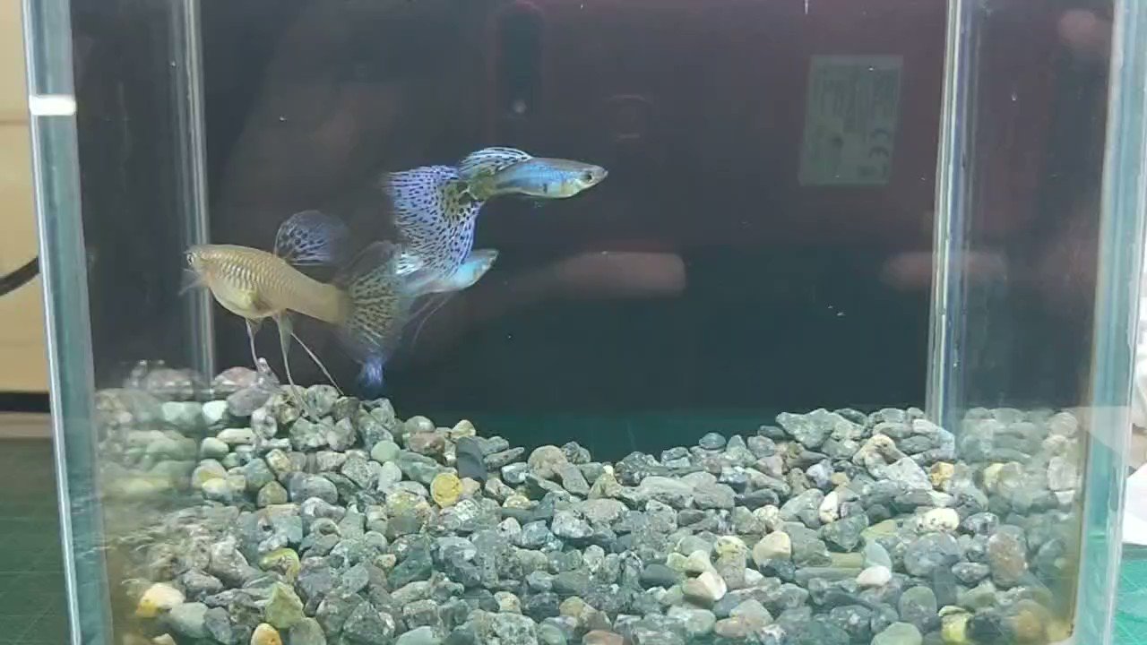 guppymasterproject (@guppymproject) / Twitter