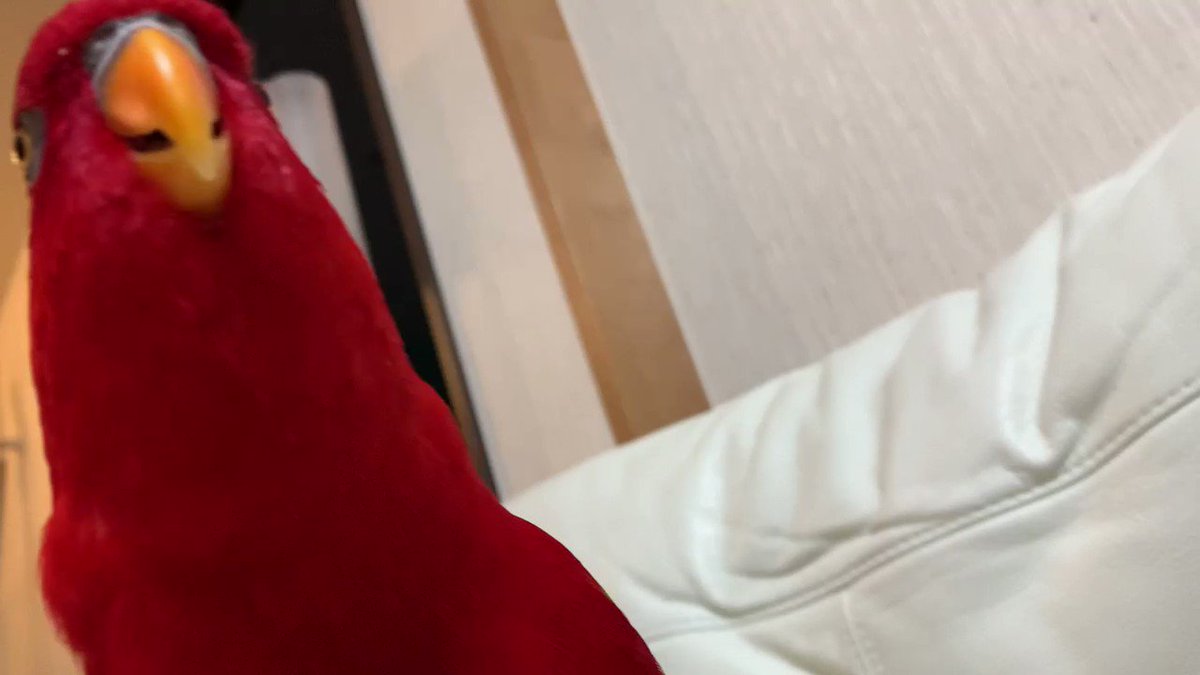 Hideaki Utsumi on Twitter: "Red birb🍅GUMIZILLA https://youtu.be/WPtmjkQzTp4 @YouTube"