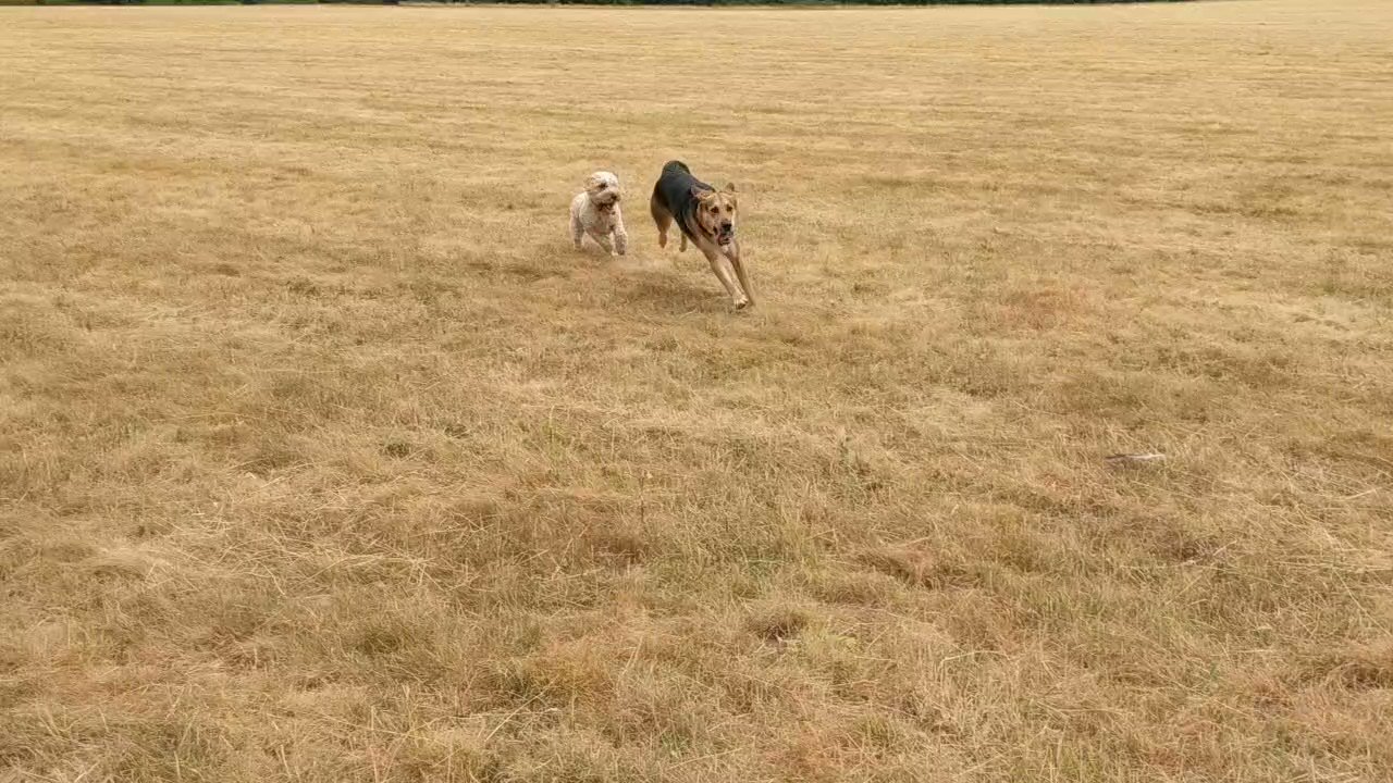 Dear Hounds on Twitter: "Choco keeping the youngsters in check! #dearhounds #dogwalker # ...