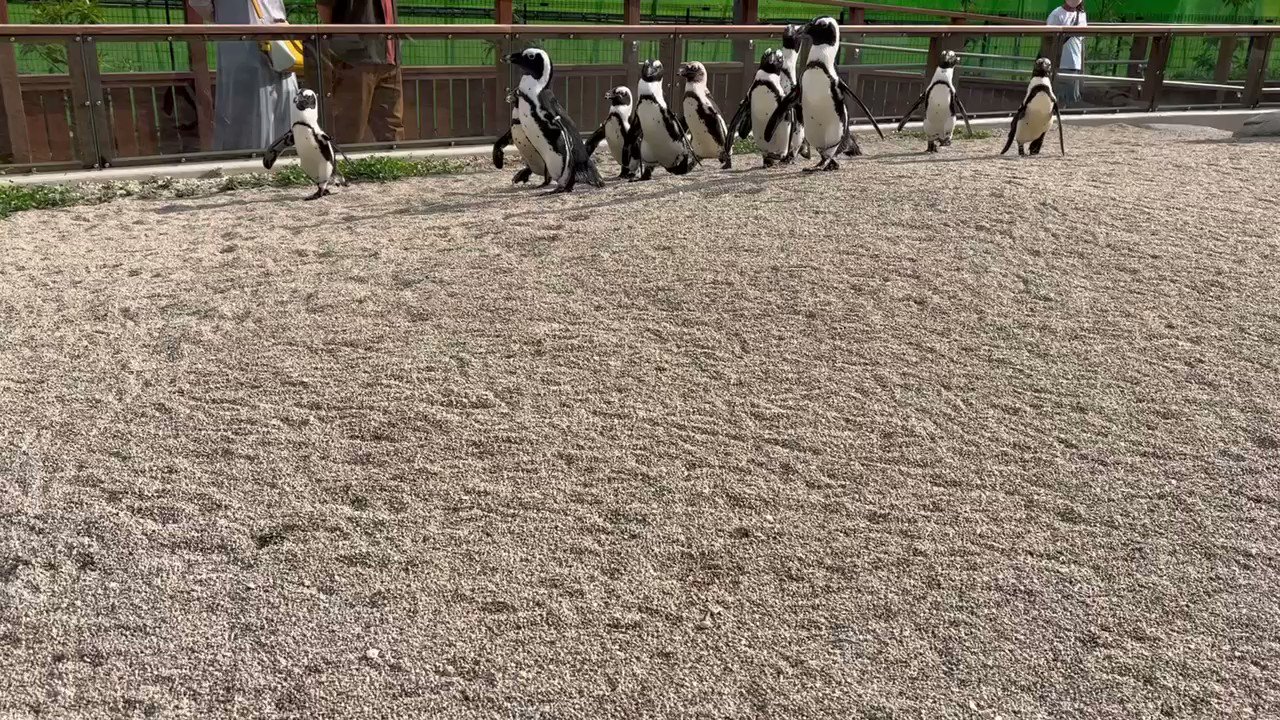 Pygo (@Pygo_Illust) / Twitter