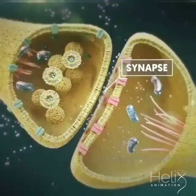 Synaptic Transmission Animation