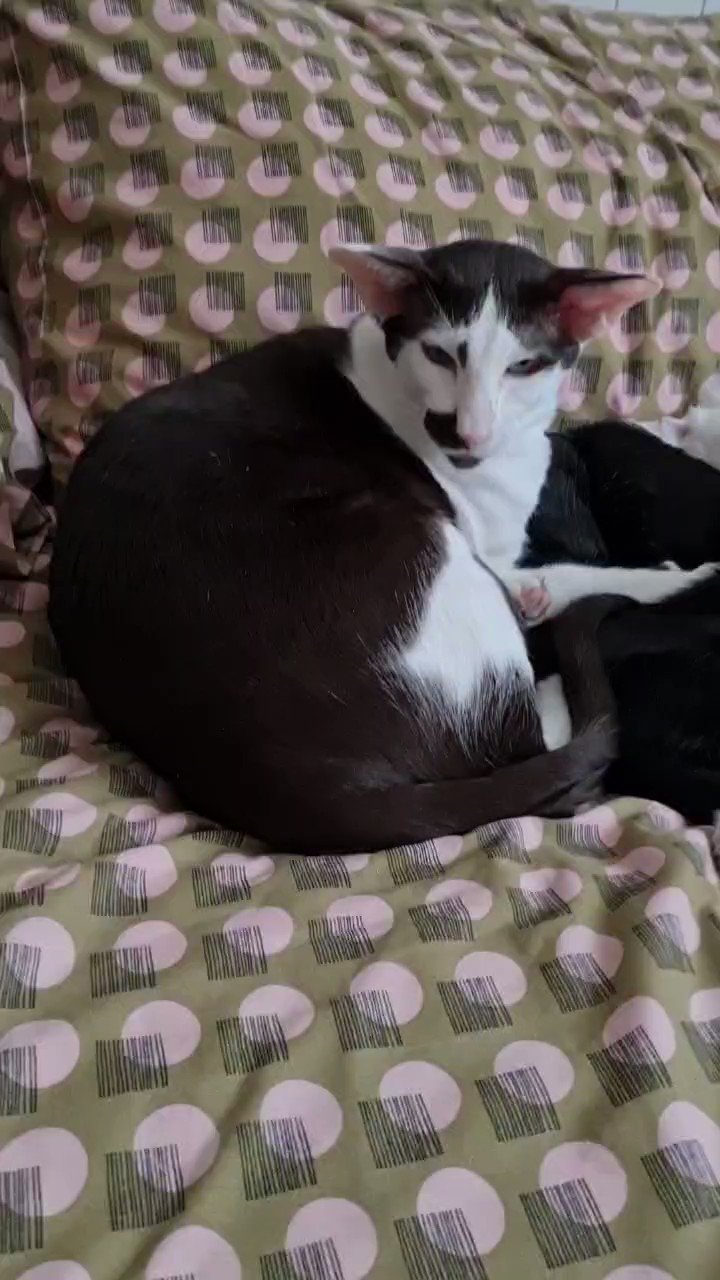 Catnip on Twitter: "Gustav's paw is moving up and down with the vibrations from Matteo's snoring ...