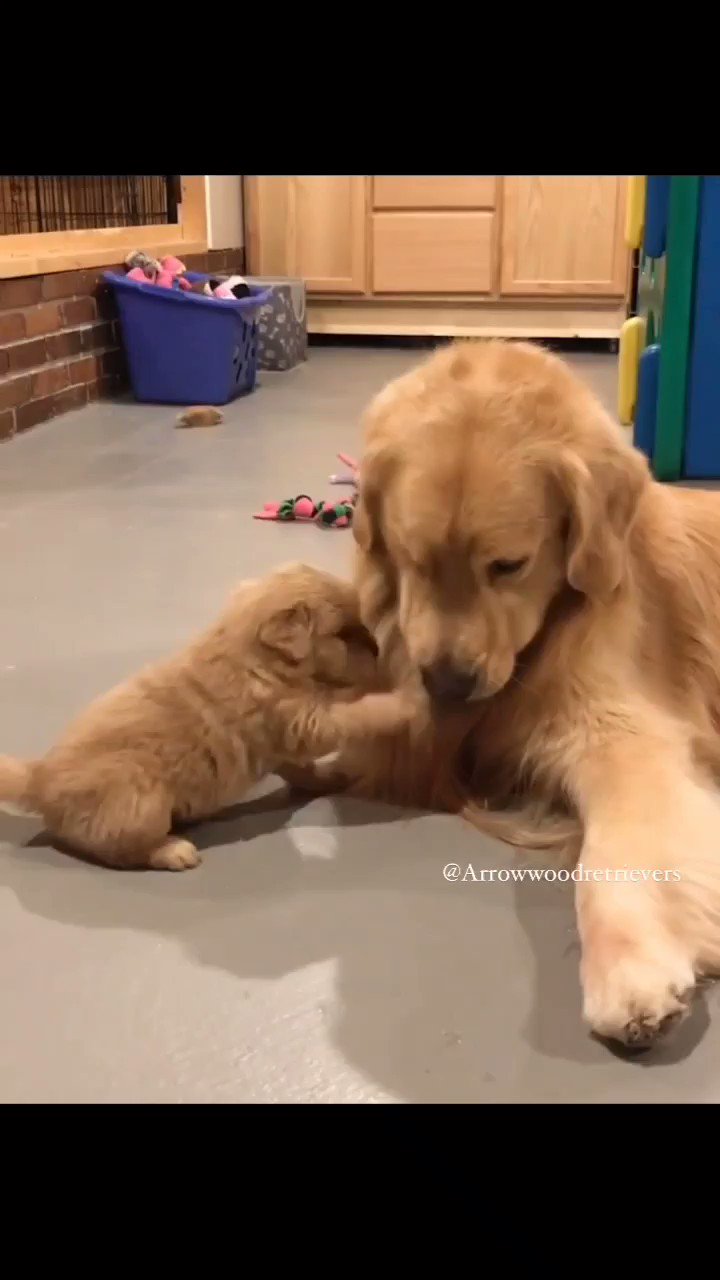 Golden Retriever Channel on Twitter: "Good Morning from the Golden Retriever Channel. Mom ...