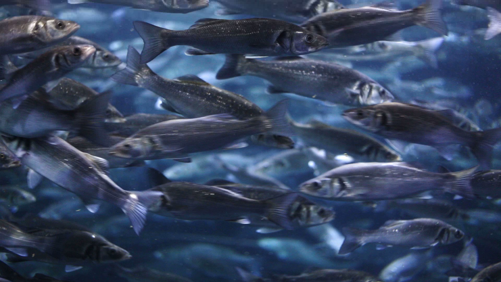 KAUST Innovation On Twitter Today We Welcome MEWA KSA And The National Fisheries Development kaust-innovation-on-twitter-today-we-welcome-mewa-ksa-and-the-national-fisheries-development