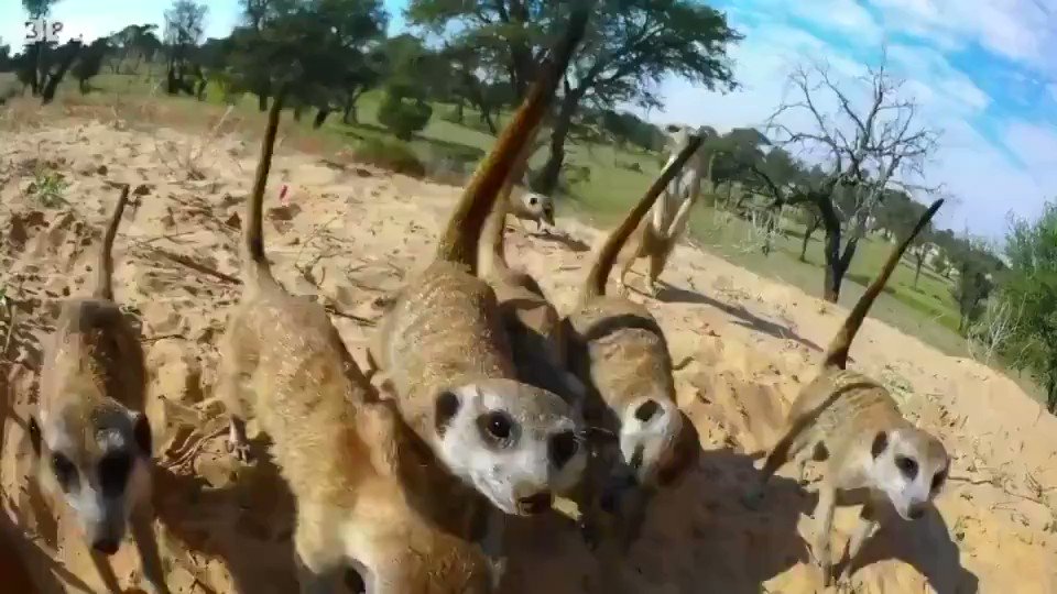 Massimo on Twitter: "Watch a spy robot cobra meeting the real meerkat mob and being quickly ...
