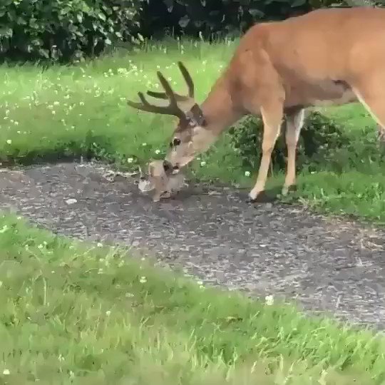 🇲🇳ᠲᠩᠷᠢ ᠮᠣᠩᠭᠣᠯ ᠭᠠᠵᠠᠷ🇲🇳 On Twitter Rt Tengrypedia Байгаль эхийн бүтээл Бяцхан үрс бүхэнд