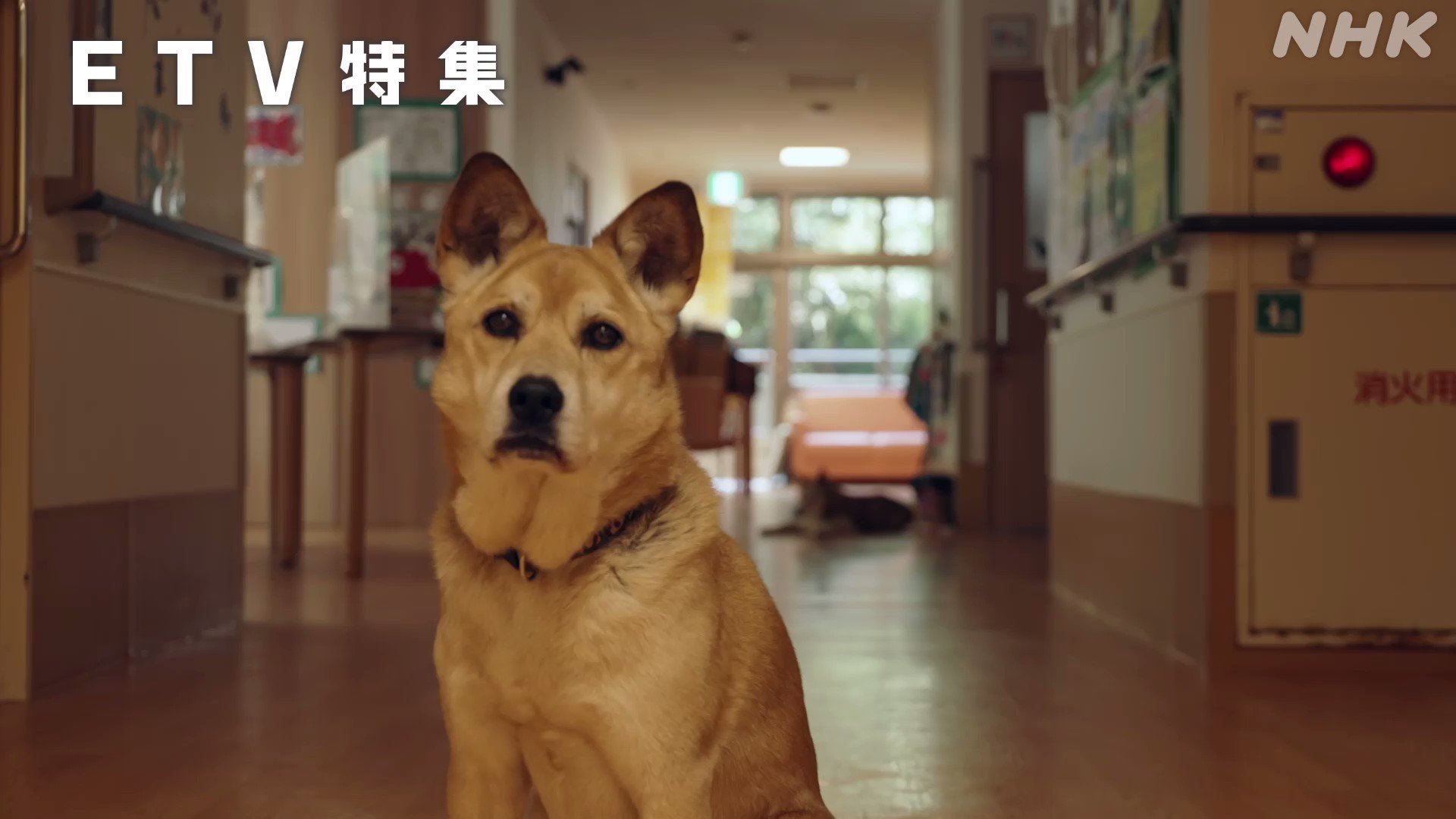 NHK「ETV特集」公式 on Twitter: "【只今放送中！】 #ETV特集「#看取り犬 とワンダフルライフ」 愛犬と一緒に暮らすことができる特別養護老人ホーム。#文福 という名の不思議 ...