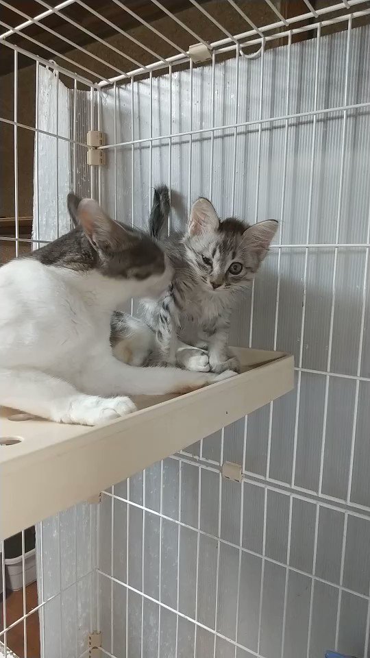 NPO法人くすのき（猫ハウスTemple Cat） on Twitter: "命あるからこそ 生きていてくれるからこそ 見れるこの光景 #猫好きさんと繋がりたい #拡散希望 #里親募集 ＃保護 ...