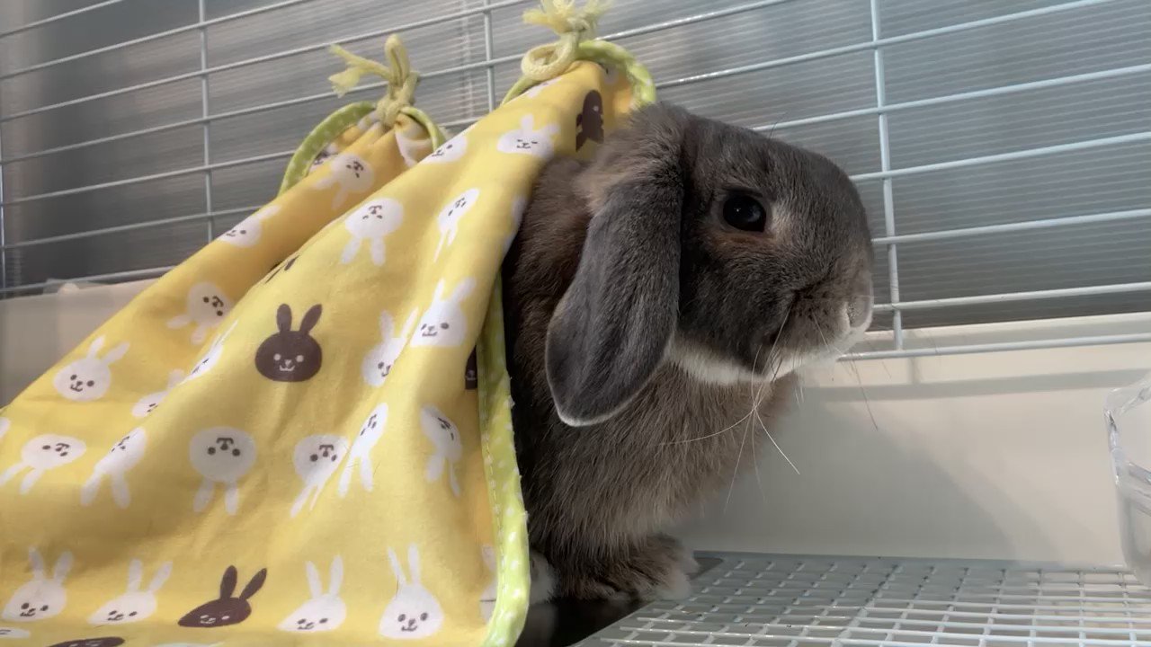 🍁 ここ 🍁 (@ccc_mofu) / Twitter