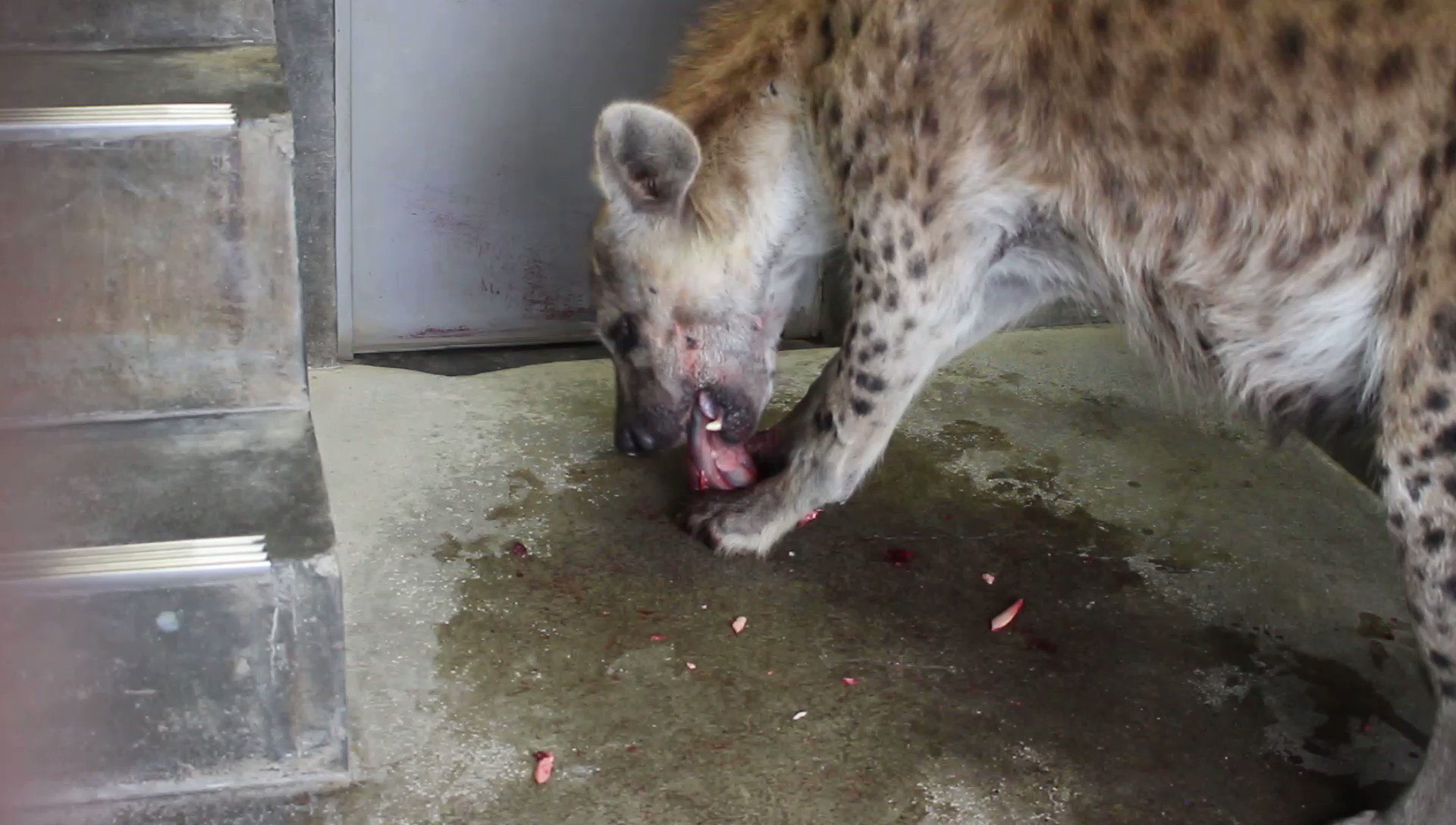 静岡市立日本平動物園 (@nhdzoo) / Twitter