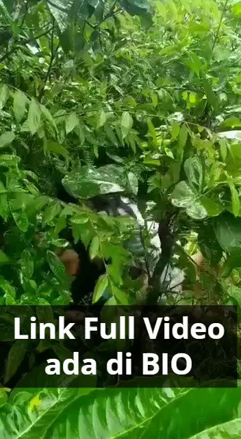 video mesum viral #SANGE_AAAAAAAAA jeje oc tiktok (@jeje_tiktok) / Twitter