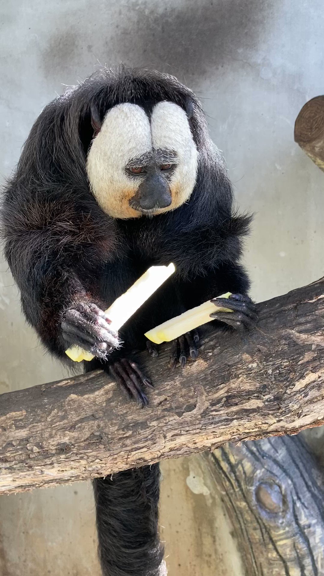 静岡市立日本平動物園 (@nhdzoo) / Twitter