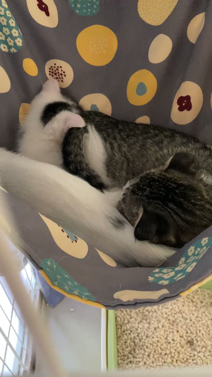 hinatabocco.k on Twitter: "垂れ耳兄弟仲良くお昼寝💤💕 https://t.co/wsXPOAXCaD" / Twitter