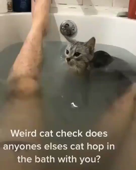 kris on Twitter: "RT @Cats_Culture: