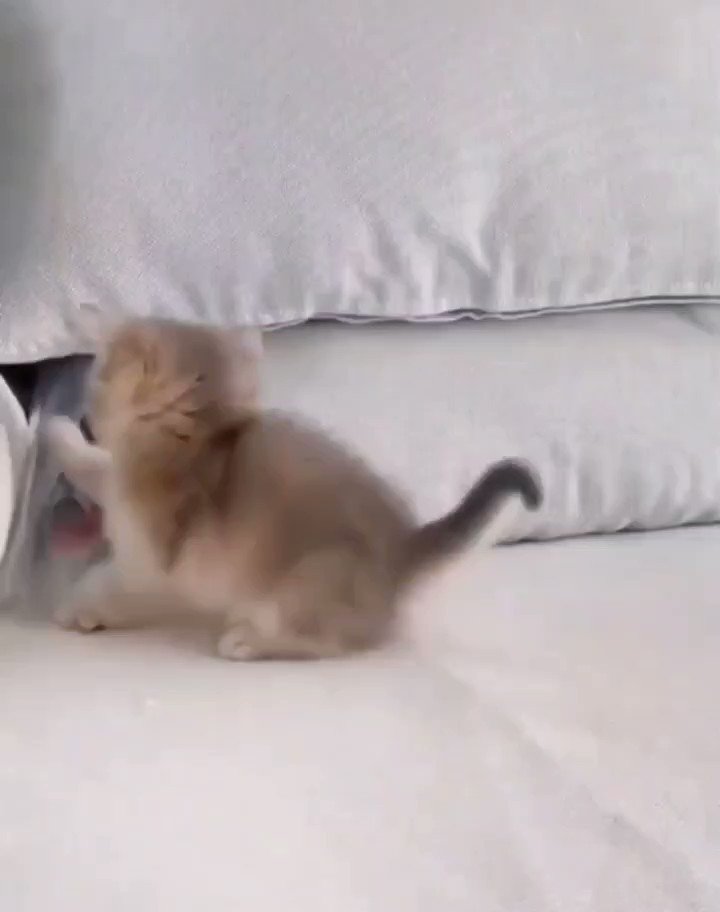 smol silly cat on Twitter: "Silly https://t.co/80i2rCPigS" / Twitter