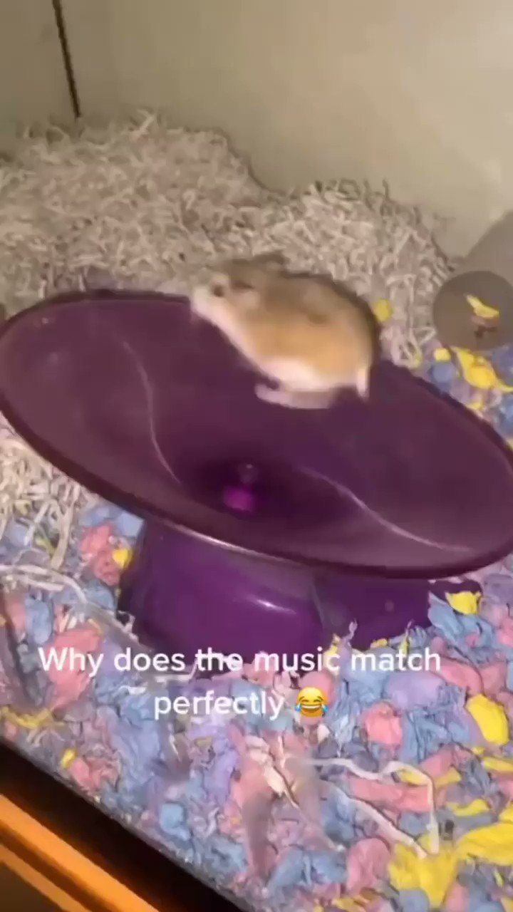 (@gorgeousbelles) / Twitter