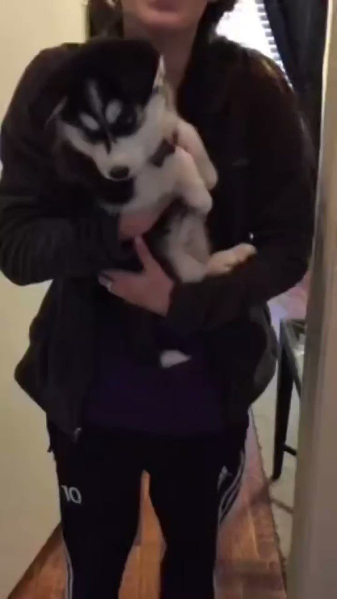 Husky Lover on Twitter: "My puppy is talking so cute 🤣🥰 #husky #huskytwitter #dog"