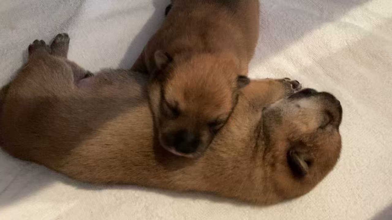 山陰柴犬^ᴥ^もなか (@sanin_48_monaka) / Twitter