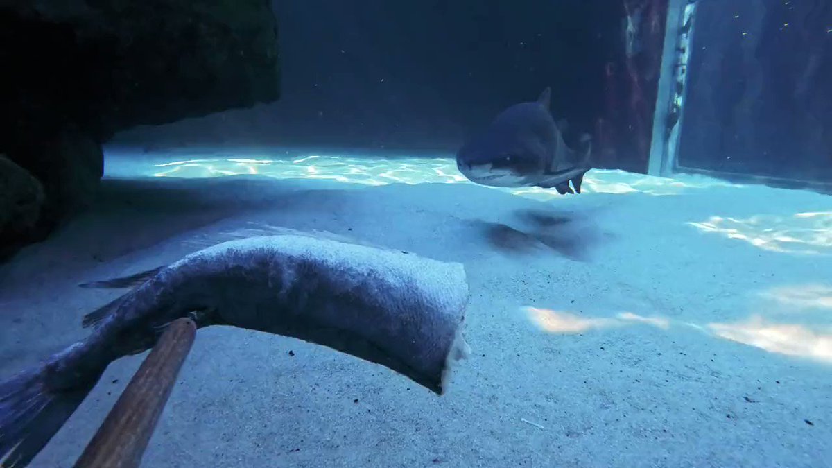 Two Oceans Aquarium on Twitter: "🦈 Feeding times are back! Be sure to check the schedule so that ...
