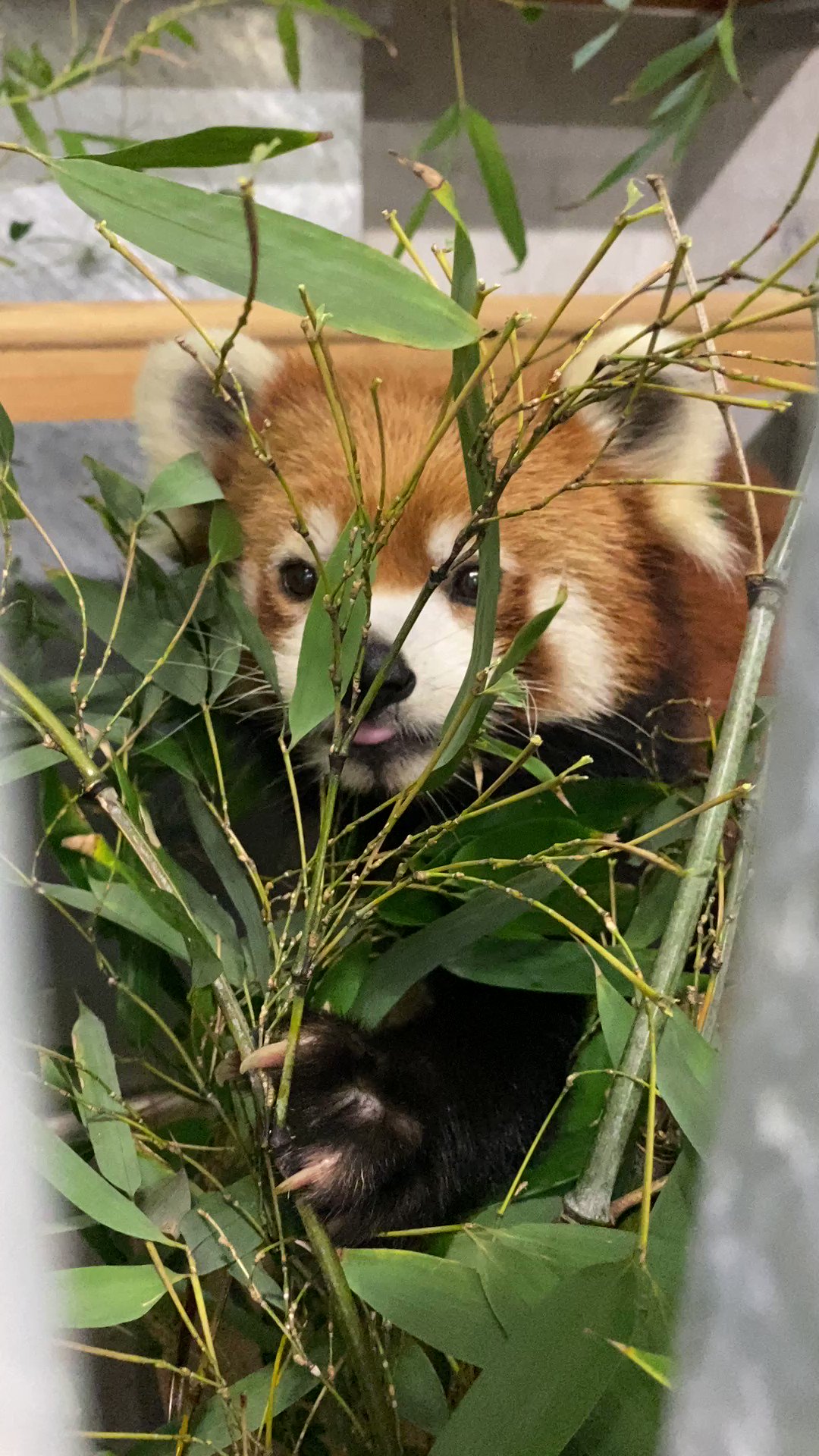 静岡市立日本平動物園 (@nhdzoo) / Twitter