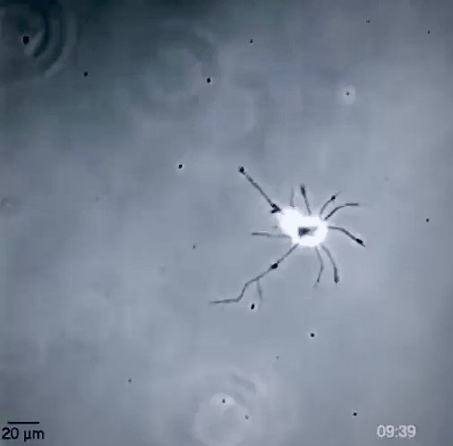 microscopic images. on Twitter: "neuron trying in vain to find and connect with other neurons ...