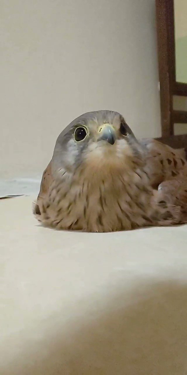 Liquid Zeref (@AlisaXRean) / Twitter