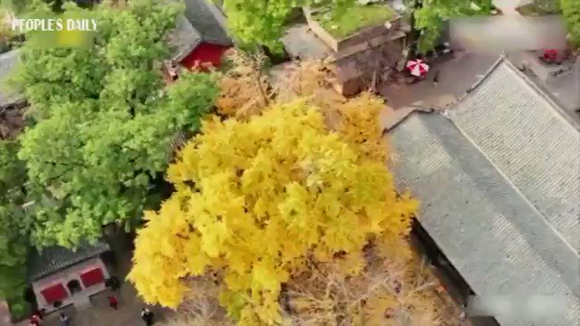 Peak fall foliage season is around the corner! The leaves of this ...