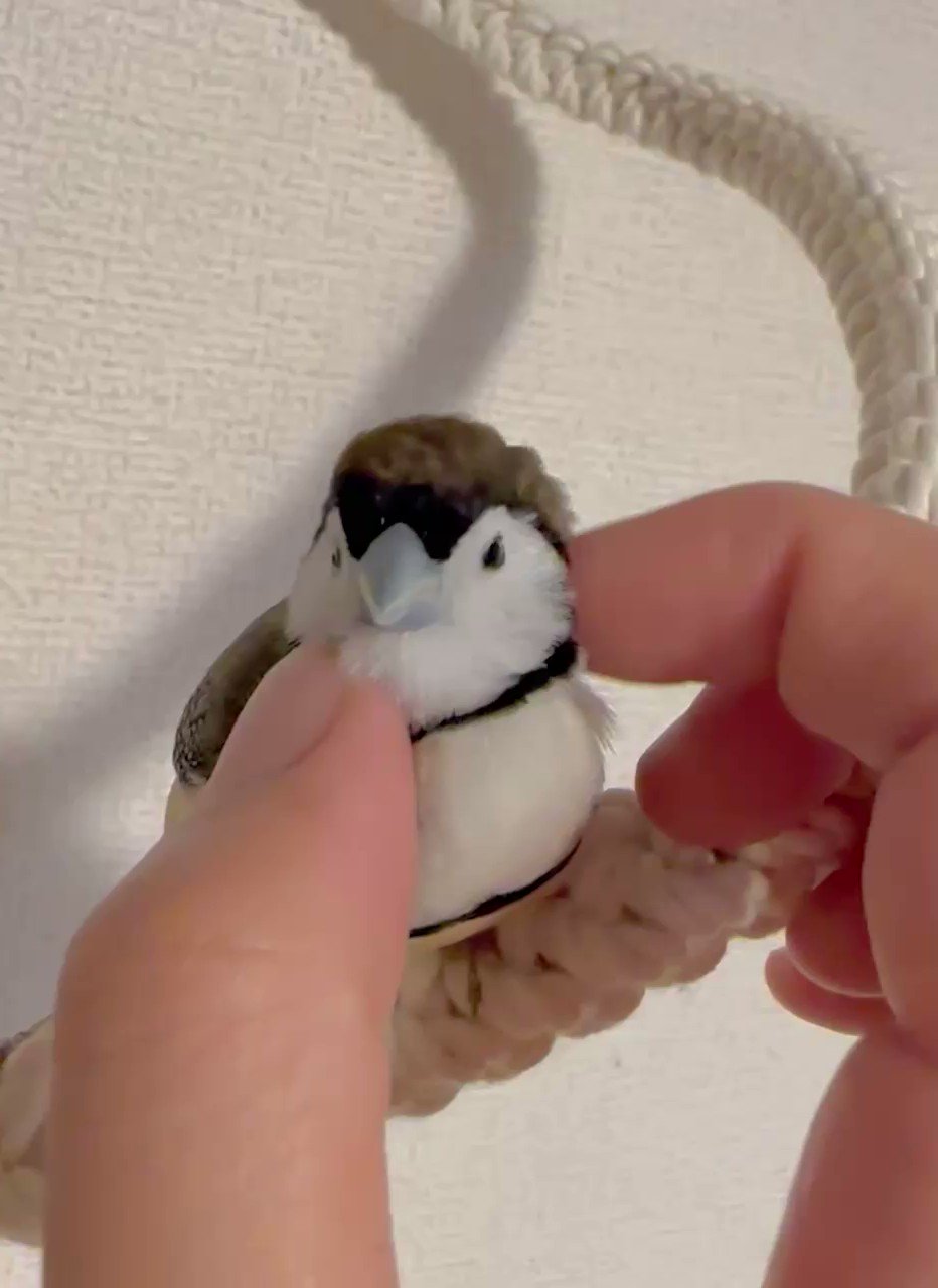 Liquid Zeref (@AlisaXRean) / Twitter