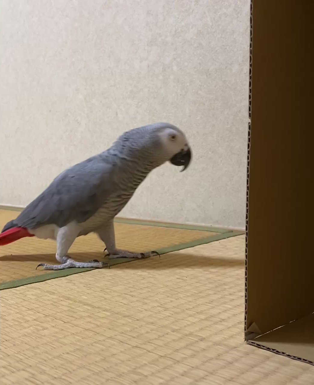 ぬうたろう (@nu_taro3) / Twitter