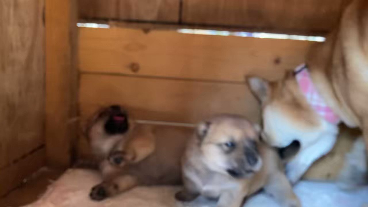 山陰柴犬^ᴥ^もなか (@sanin_48_monaka) / Twitter