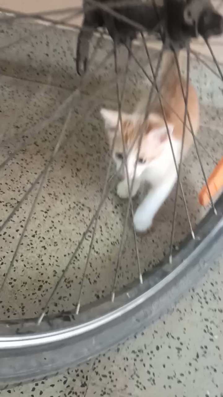 Charlotte Suzu 🩸 シャーロット・スズ (@charsuzu_kawaii) / Twitter