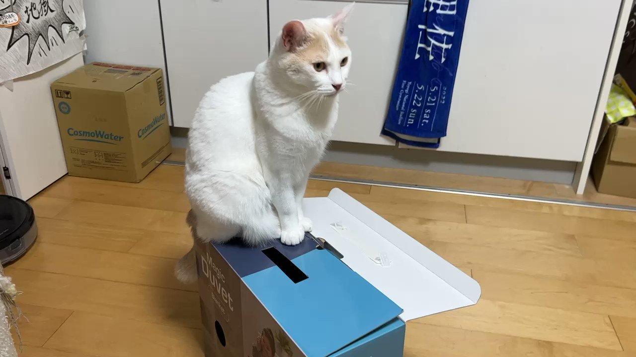サンシャイン池崎 超裏垢 On Twitter かたくなにどかない雷ちゃん! Swqwqcswnh Twitter