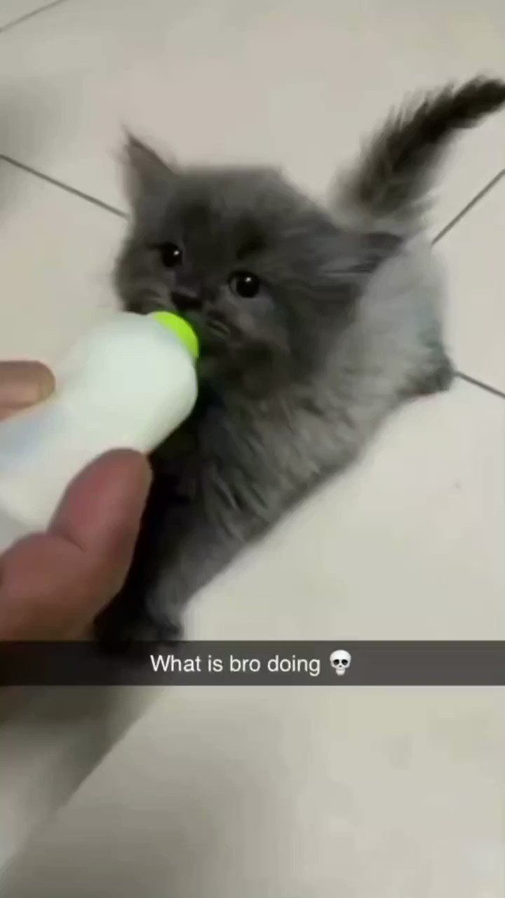 smol silly cat (@Catsillyness) / Twitter