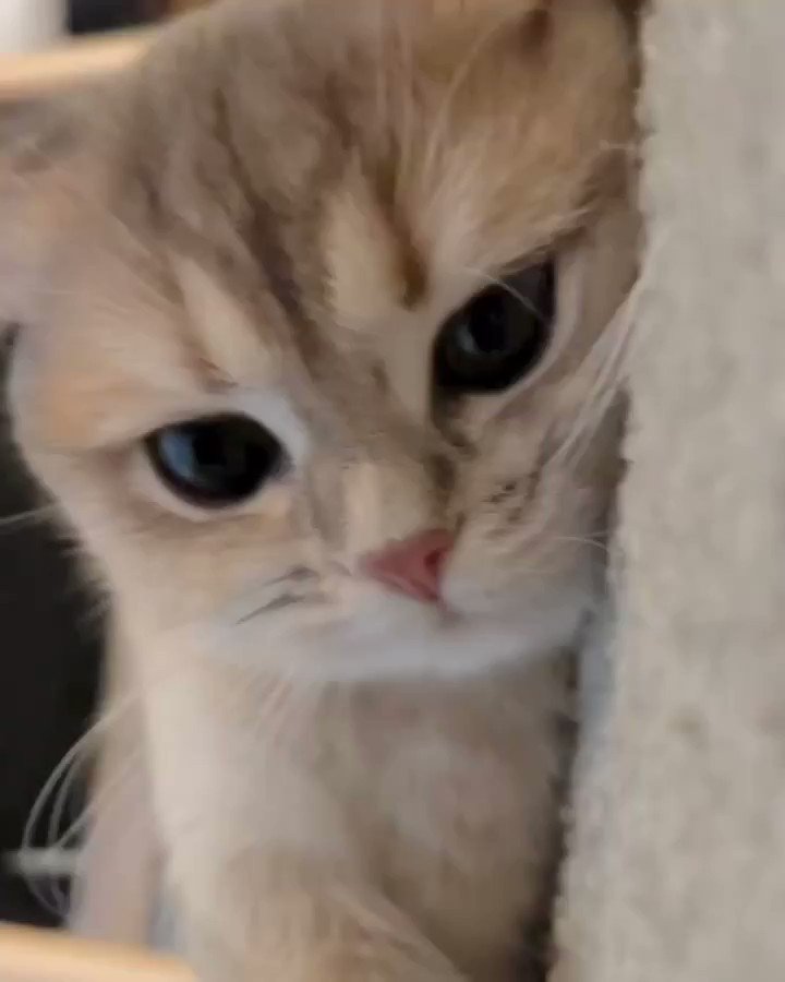 smol silly cat (@Catsillyness) / Twitter