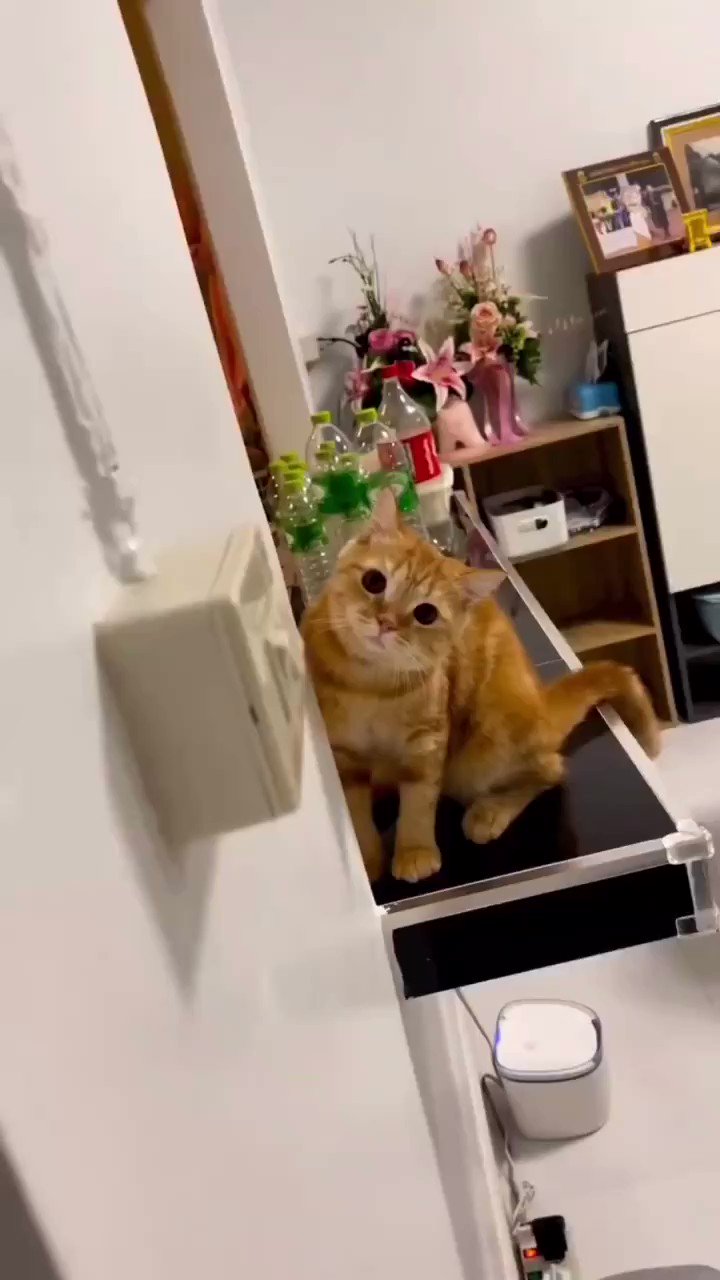 smol silly cat (@Catsillyness) / Twitter