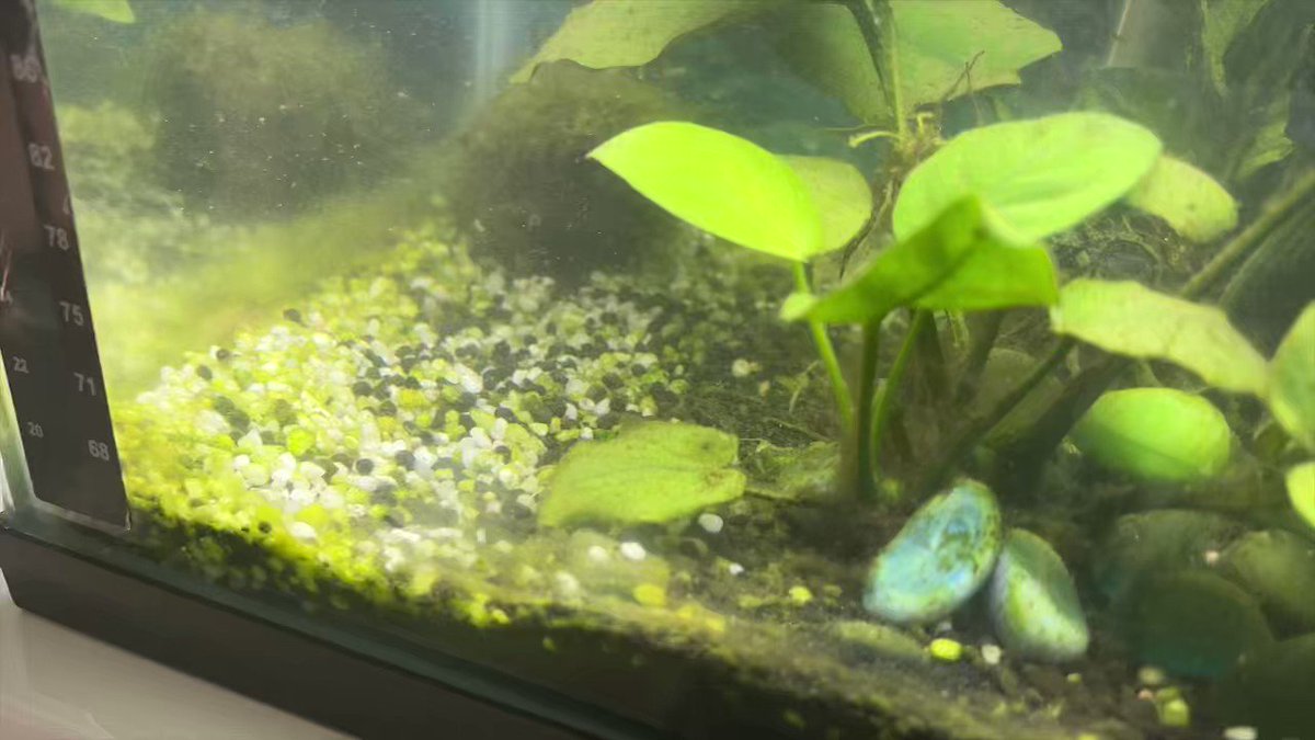 AdrianaChechikTV On Twitter How Do I Fix My Tank Just Change 25 Of