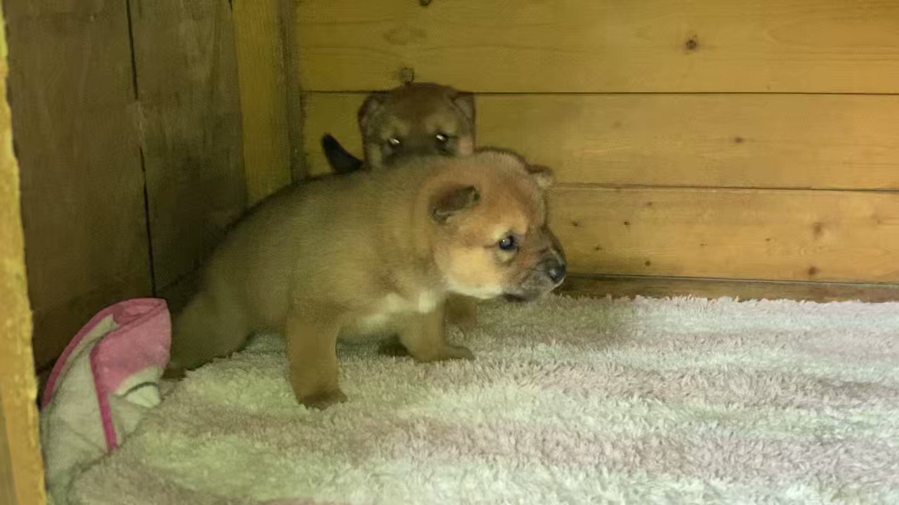 山陰柴犬^ᴥ^もなか (@sanin_48_monaka) / Twitter