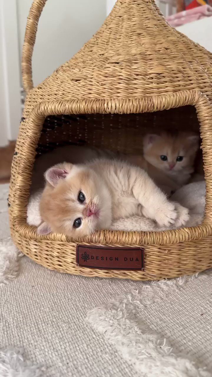 smol silly cat (@Catsillyness) / Twitter