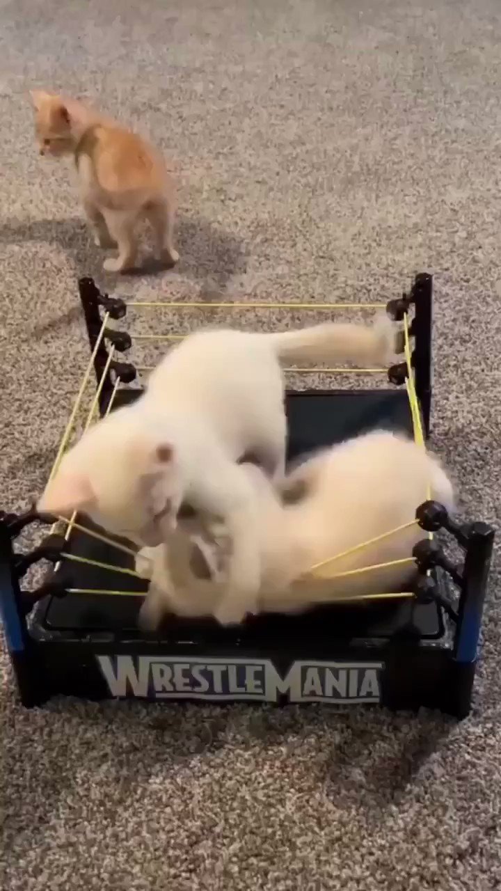 smol silly cat (@Catsillyness) / Twitter