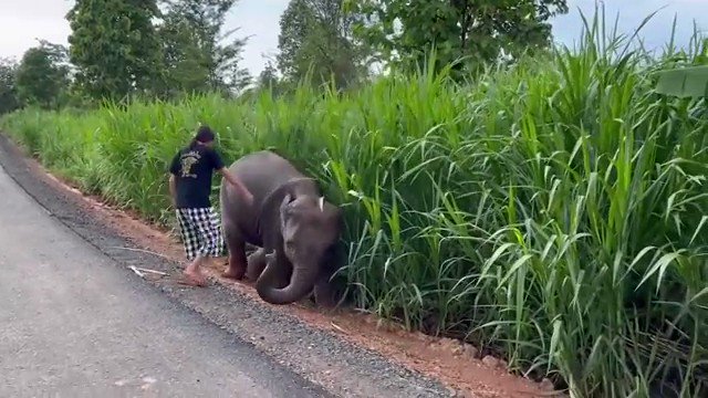 Little Girl Rescues Baby Elephant Stuck in Mud Little Girl Rescues Baby Elephant Stuck in Mud