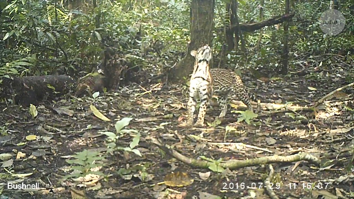 nature on Twitter: "A camera trap captures an ocelot walking through ...