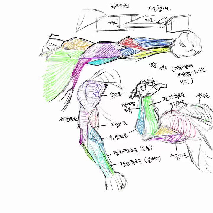 Nizee클래스101 On Twitter 팔근육은 크게 몇가지만 알아도 그림그릴때 모두다 해결 가능한 큰 덩어리의