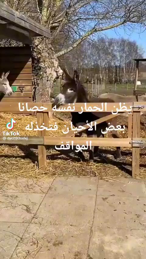 Doaa Hassan (@doaa4hassan) / Twitter