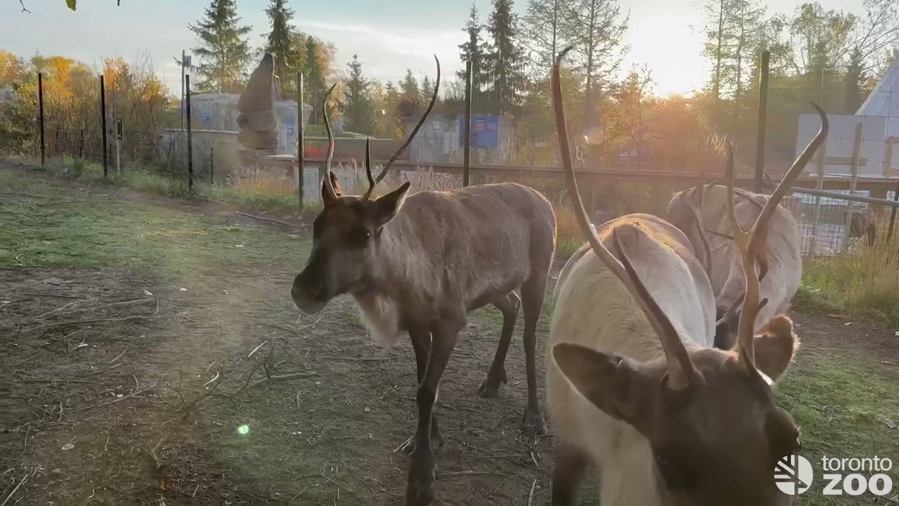 The Toronto Zoo on Twitter: "Enjoy the sunrise with our caribou herd☀️ ...