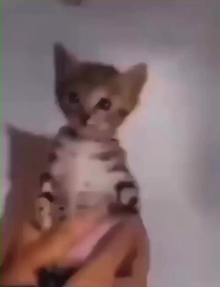 smol silly cat on Twitter: "i got hiccups https://t.co/yG2rQqyiBR" / Twitter