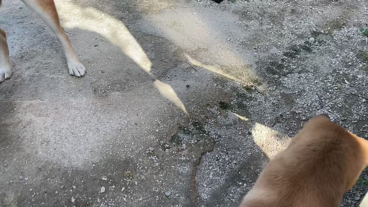 山陰柴犬^ᴥ^もなか (@sanin_48_monaka) / Twitter