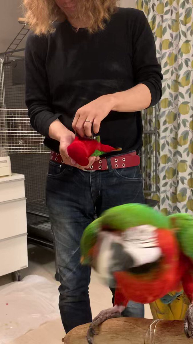 Hideaki Utsumi on Twitter: "Gumi🍅and Kiwi🥝everyday life scenery https://youtu.be/bhADNkKn_HU ...