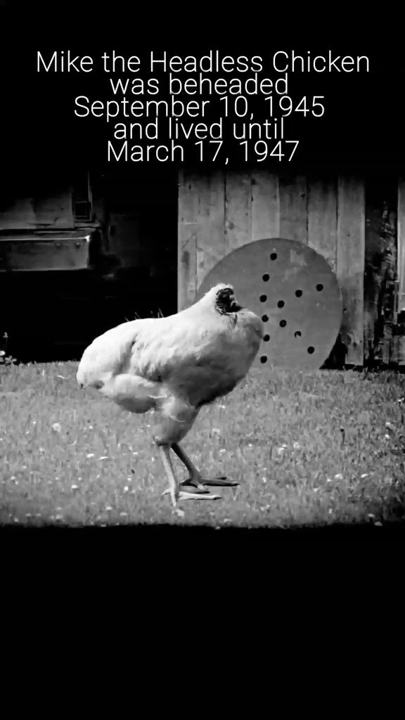 $tew on Twitter: "RT @HowThingsWork_: "Mike the headless chicken day ...